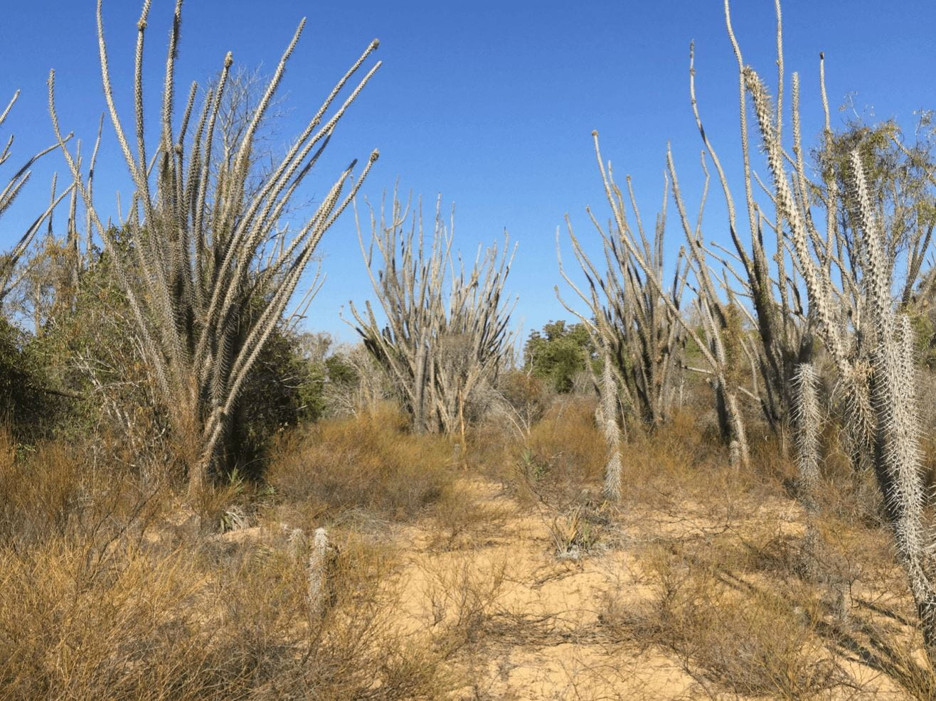 Reconstructing the Holocene Savannas of Madagascar | Olo Be Taloha